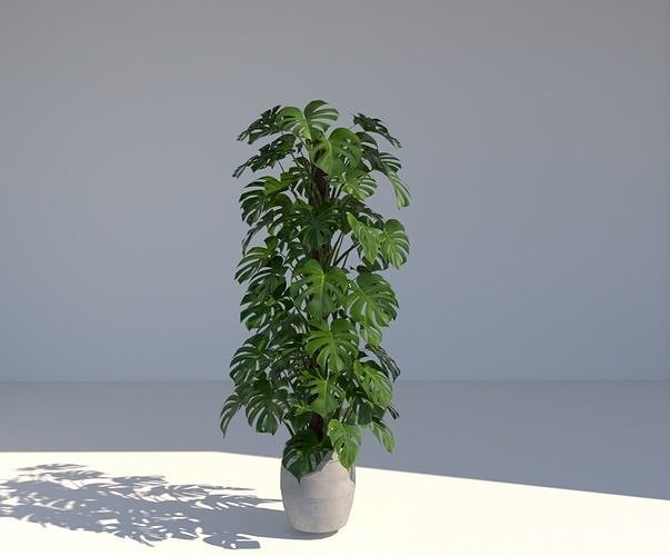 Monstera Deliciosa Plant 3D model animated | CGTrader