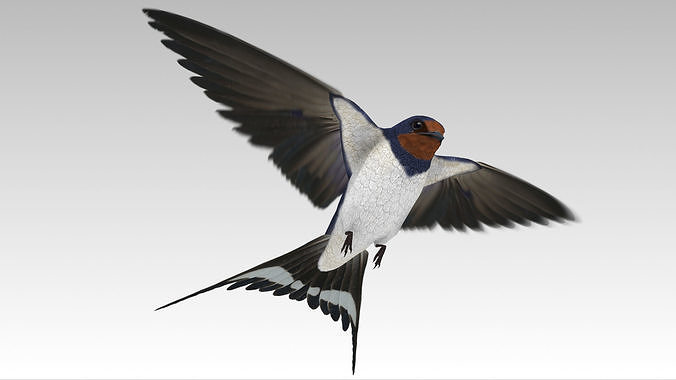 3D model Barn Swallow VR / AR / low-poly | CGTrader