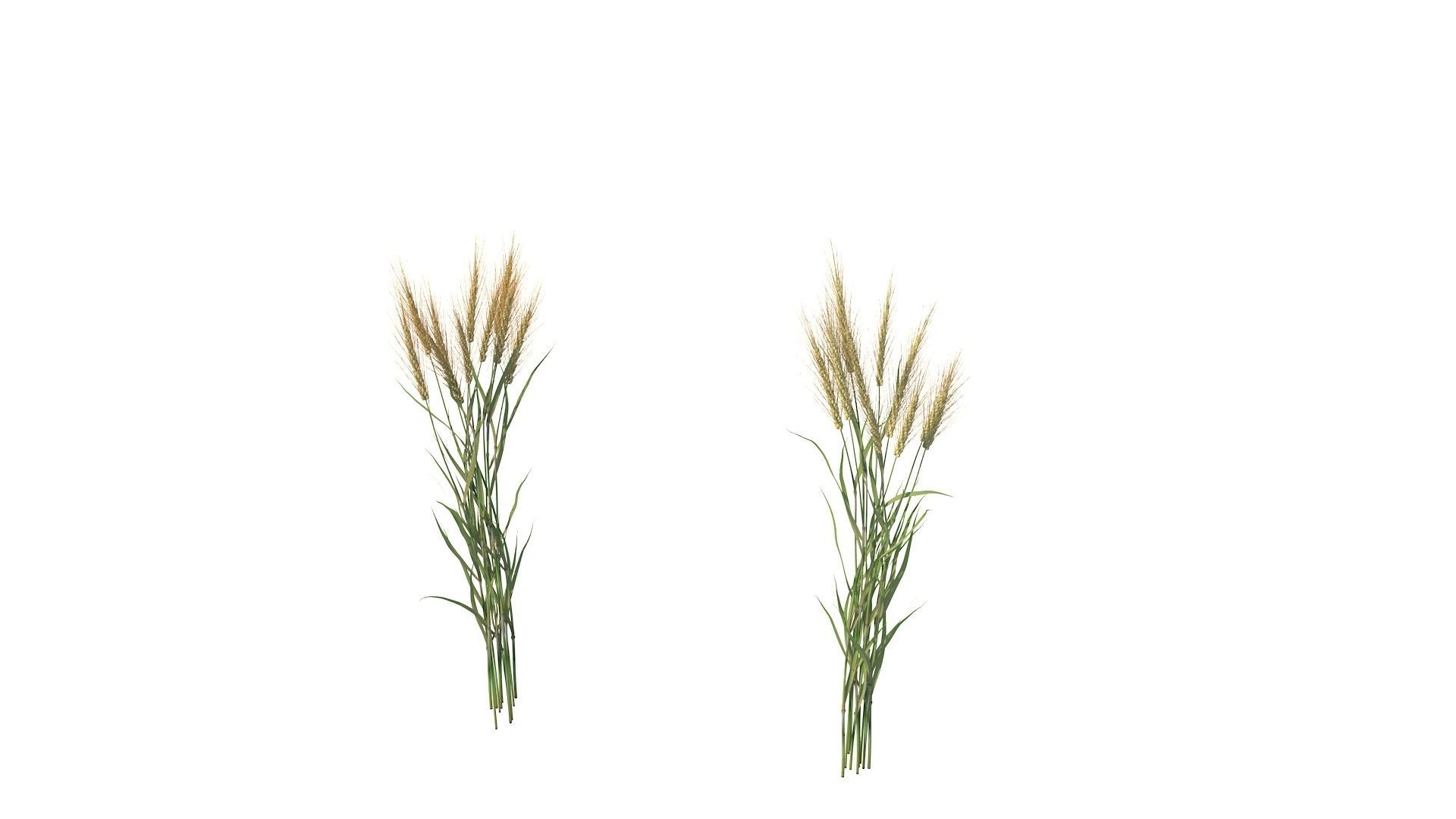 Train through rice fields 3D model animated rigged | CGTrader