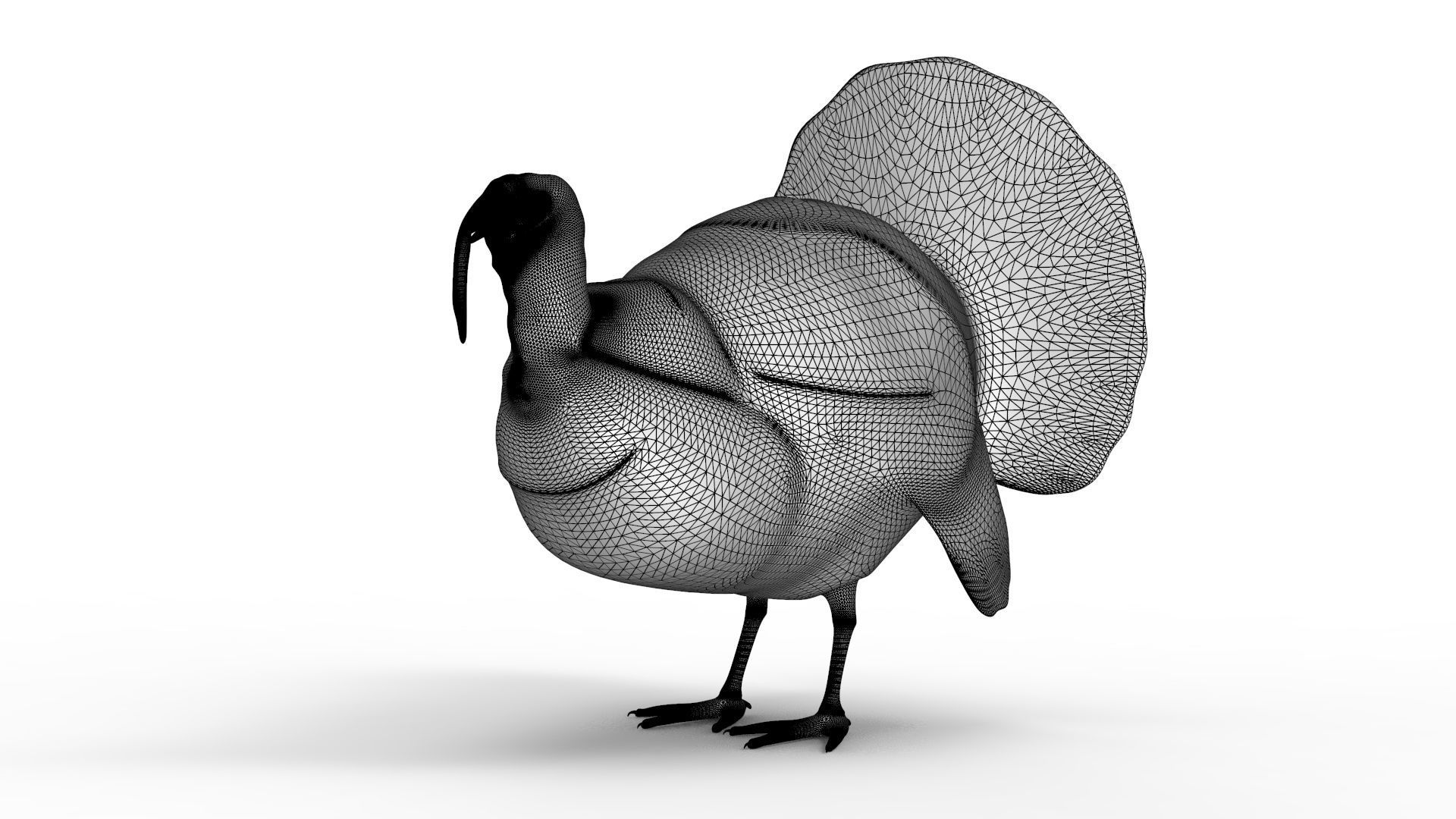 Wild Turkey 3D model | CGTrader