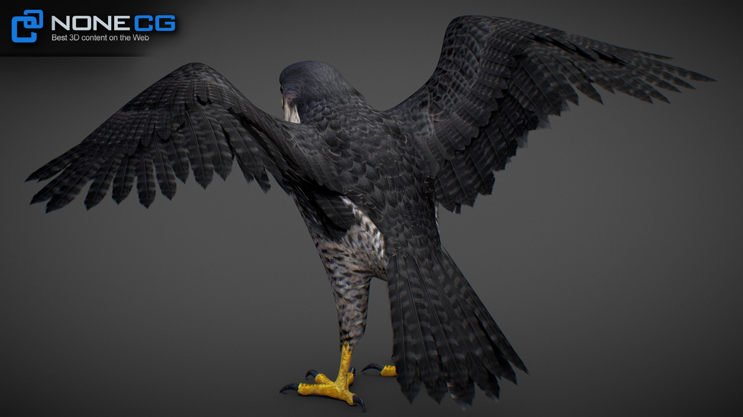 Animated Falcon 3D model animated rigged | CGTrader