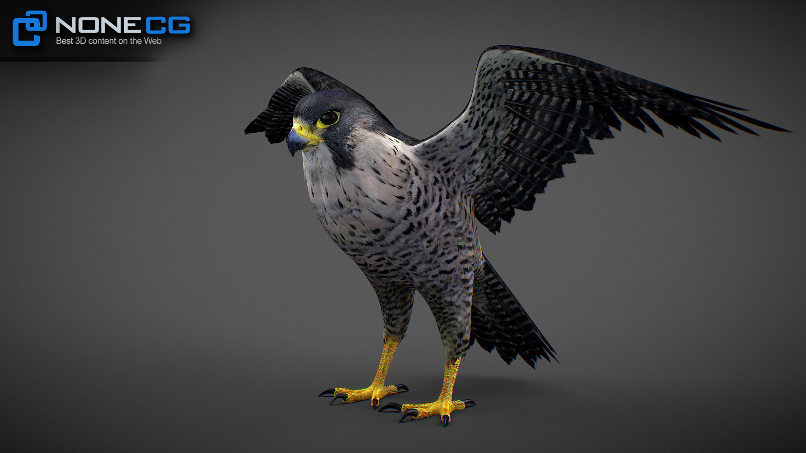 Animated Falcon 3D model animated rigged | CGTrader