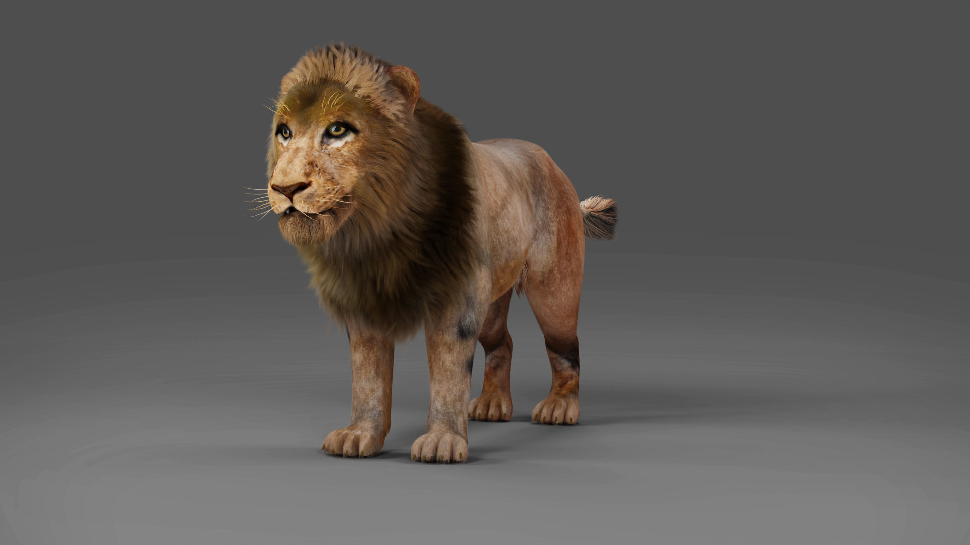 3D model Fur Lion NO Rigged in Blender VR / AR / low-poly | CGTrader