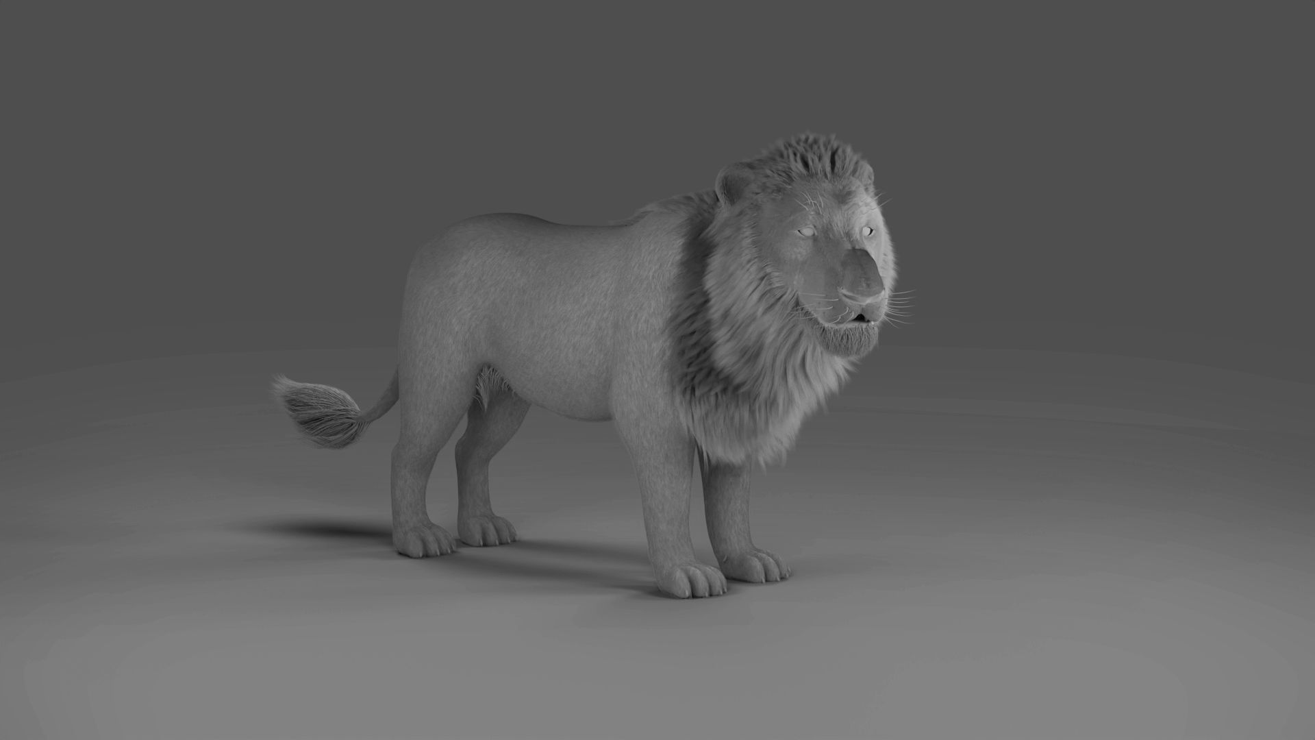 3D model Fur Lion NO Rigged in Blender VR / AR / low-poly | CGTrader