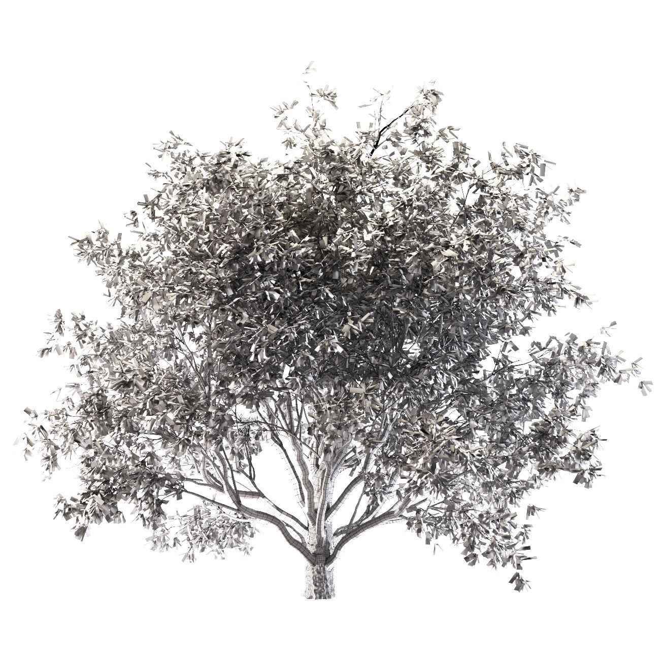 two Olive trees free free 3D model | CGTrader