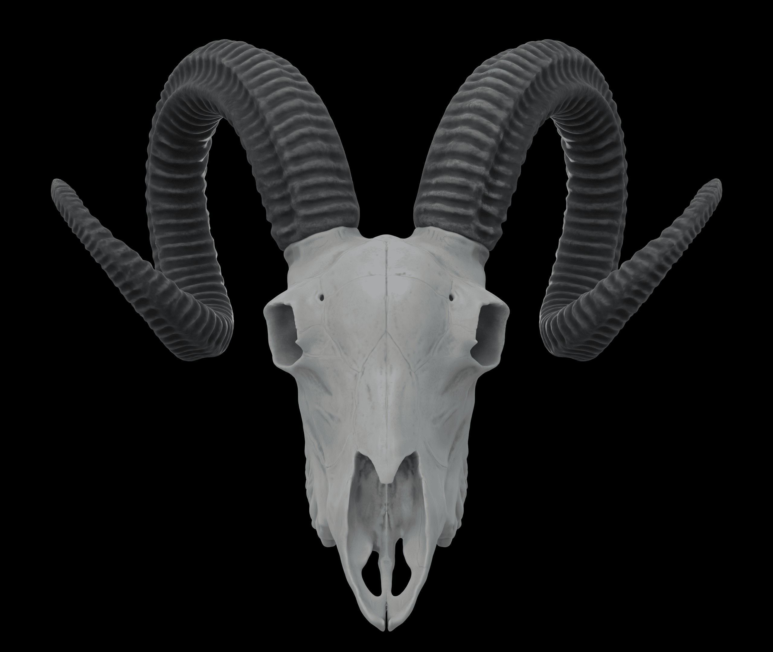 Ram Skull HighPoly free 3D model | CGTrader