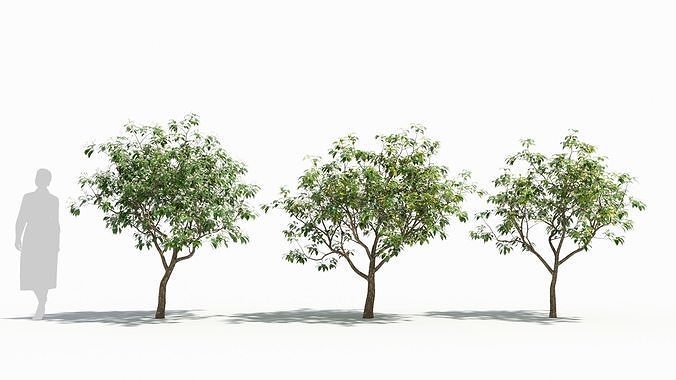 Ervatamia tree 3D model | CGTrader