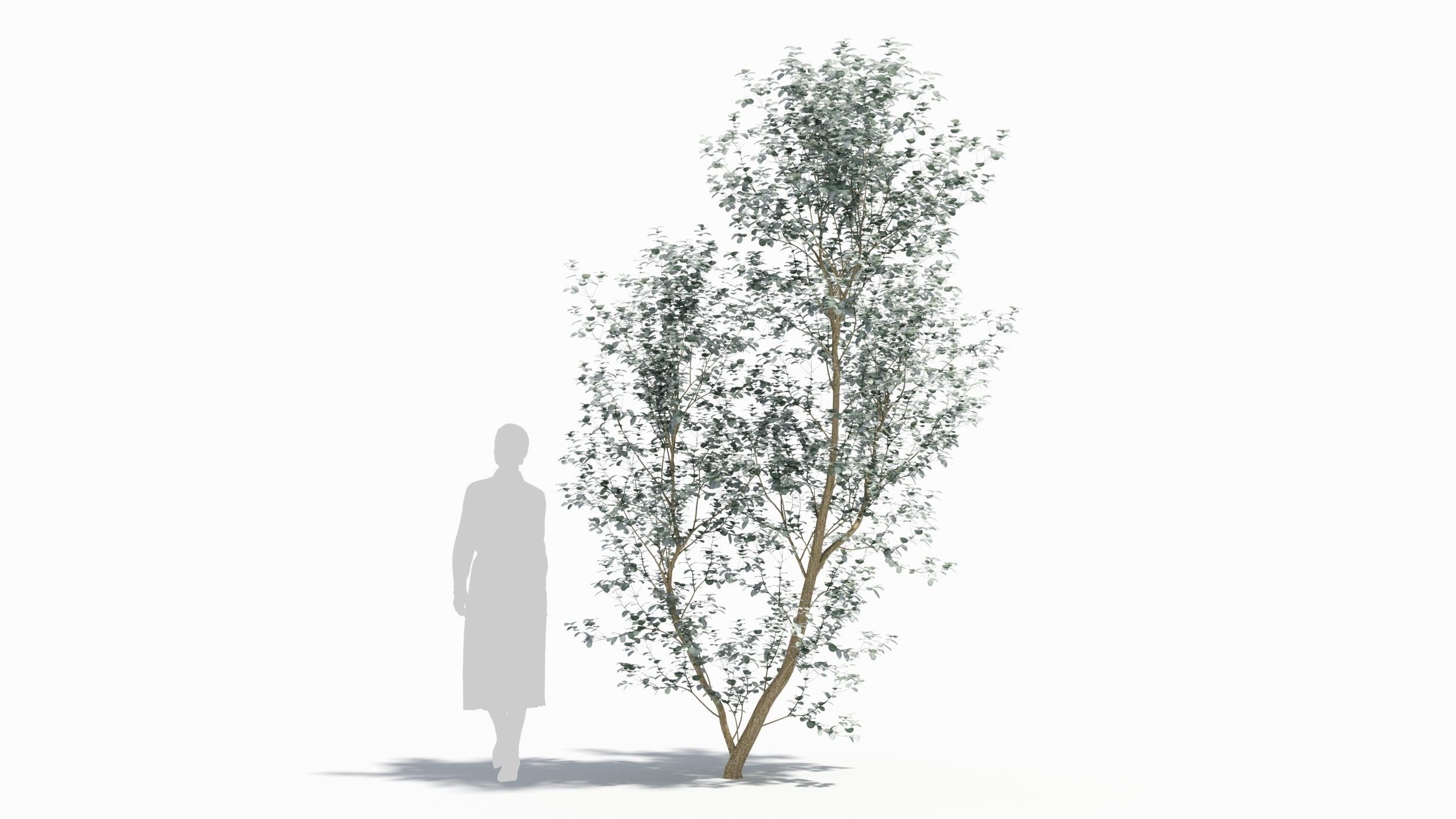 Eucalyptus tree 3D model | CGTrader
