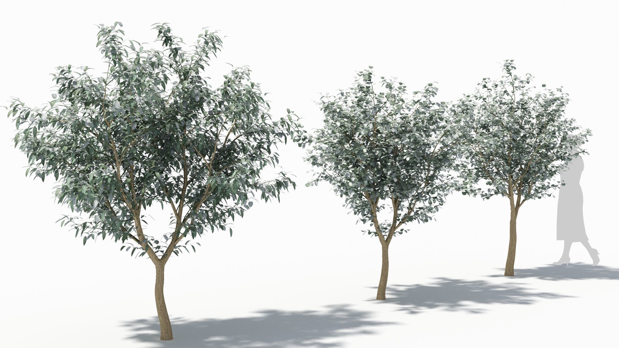 Eucalyptus tree 3D model | CGTrader