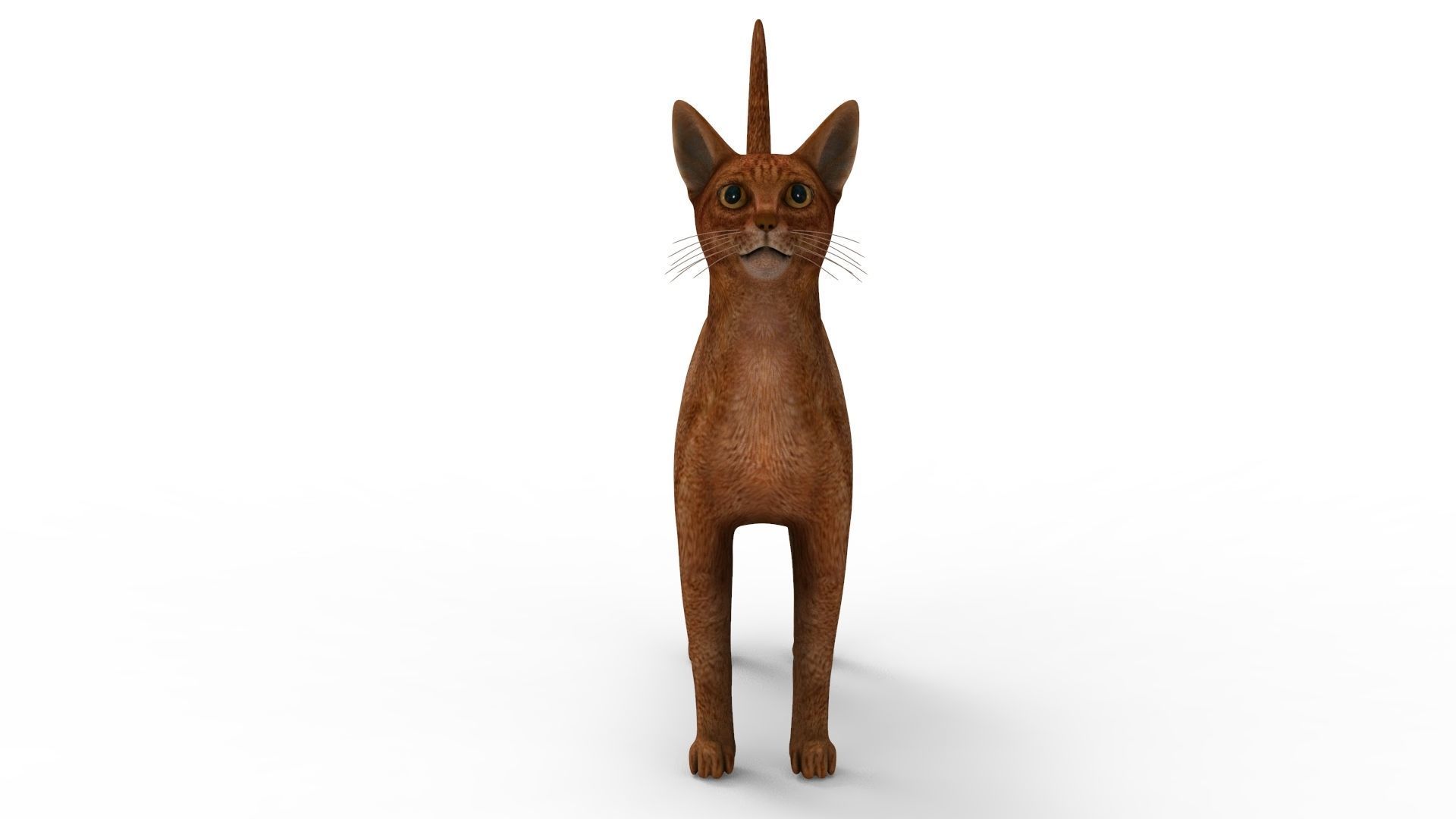 Abyssinian Cat 3D model | CGTrader