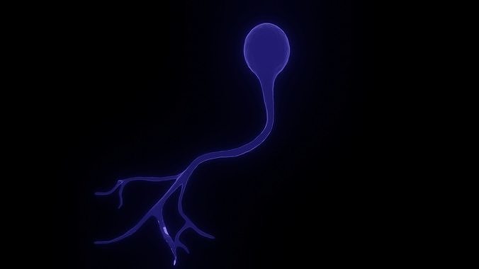 Unipolar Neuron 3D model | CGTrader