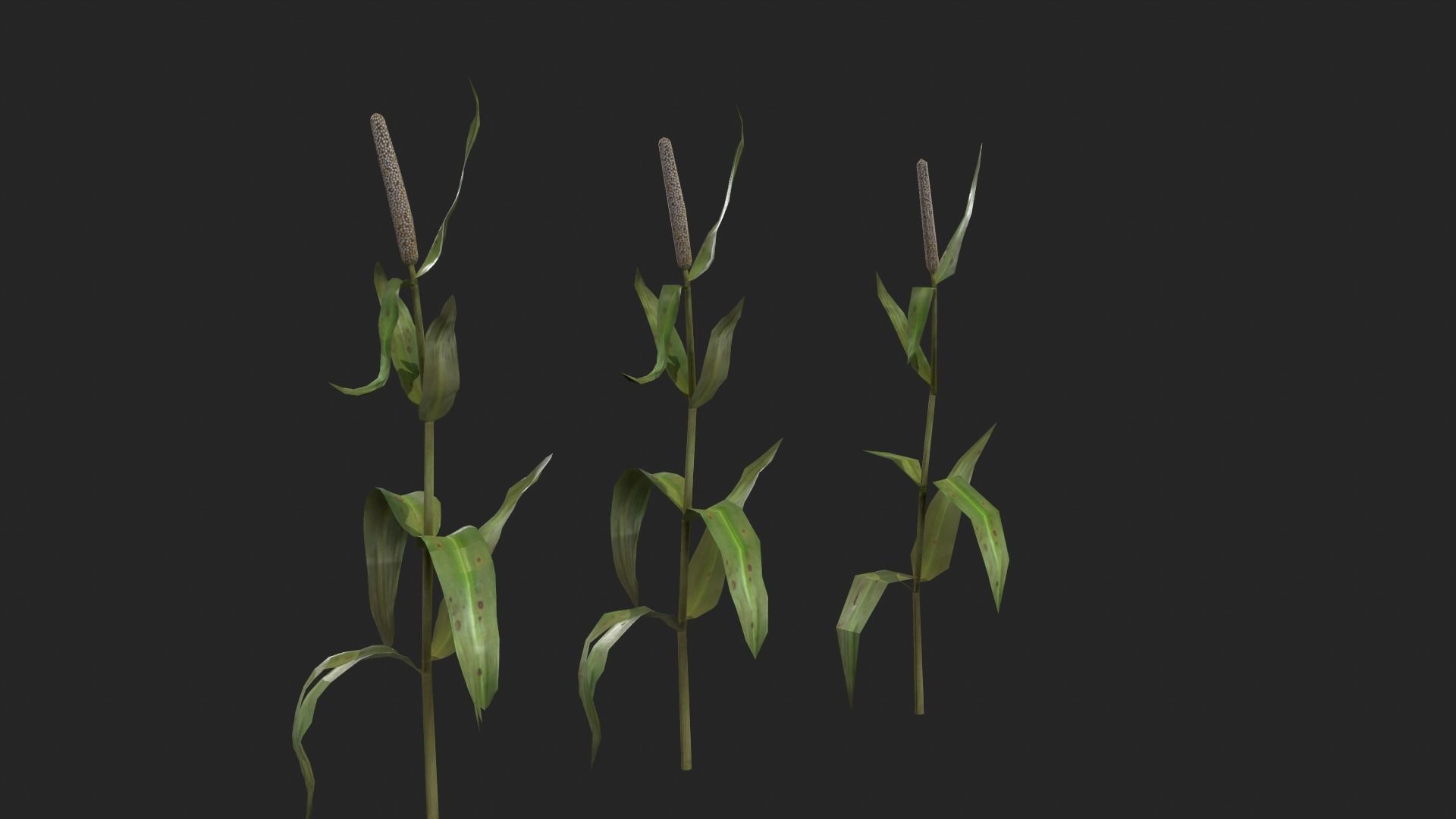 3D model Bajra Crops With LODs and Pbr Game and Metaverse Ready VR / AR ...