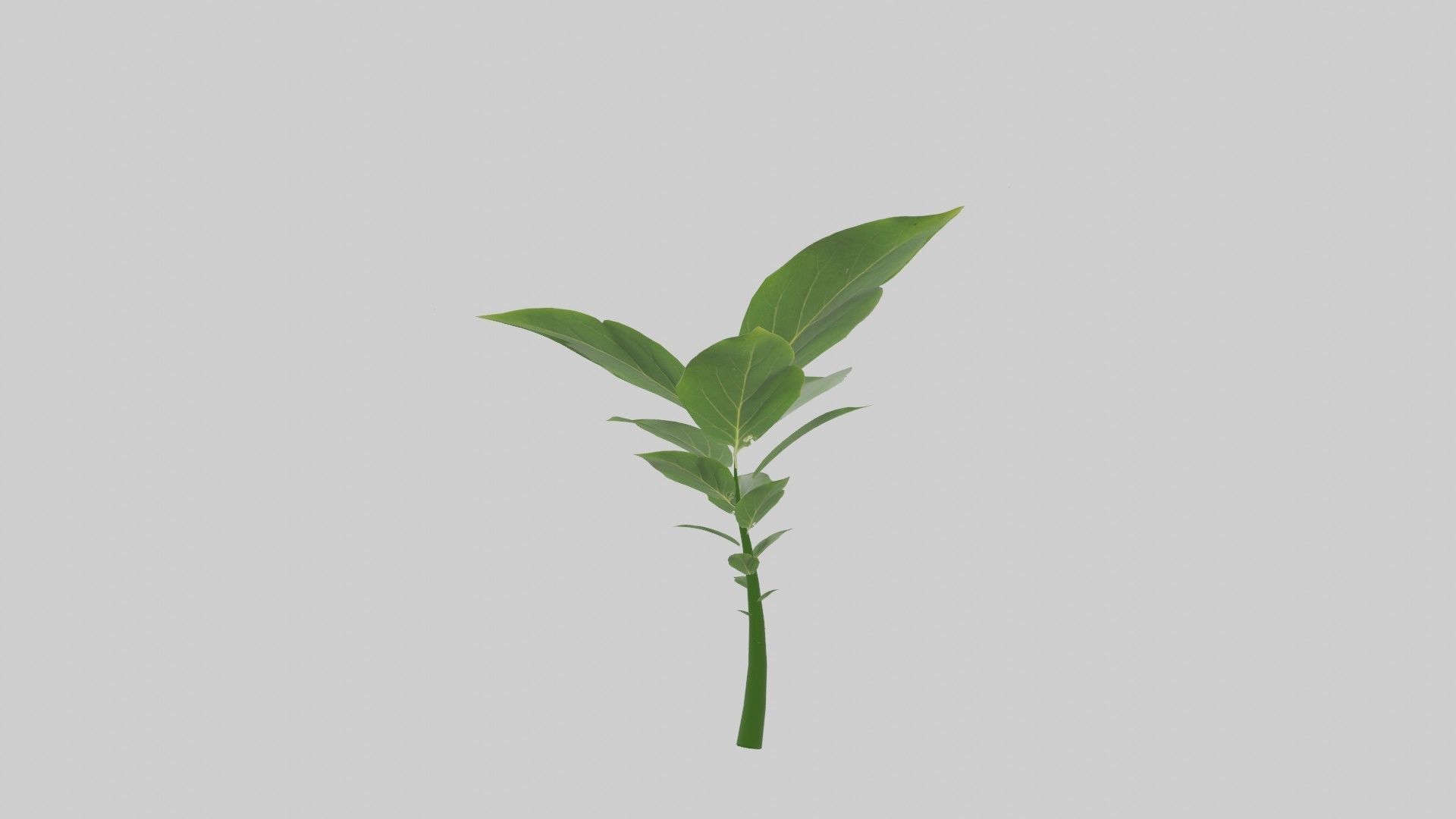 Tree grow Geometry Nodes Blender 3D model | CGTrader