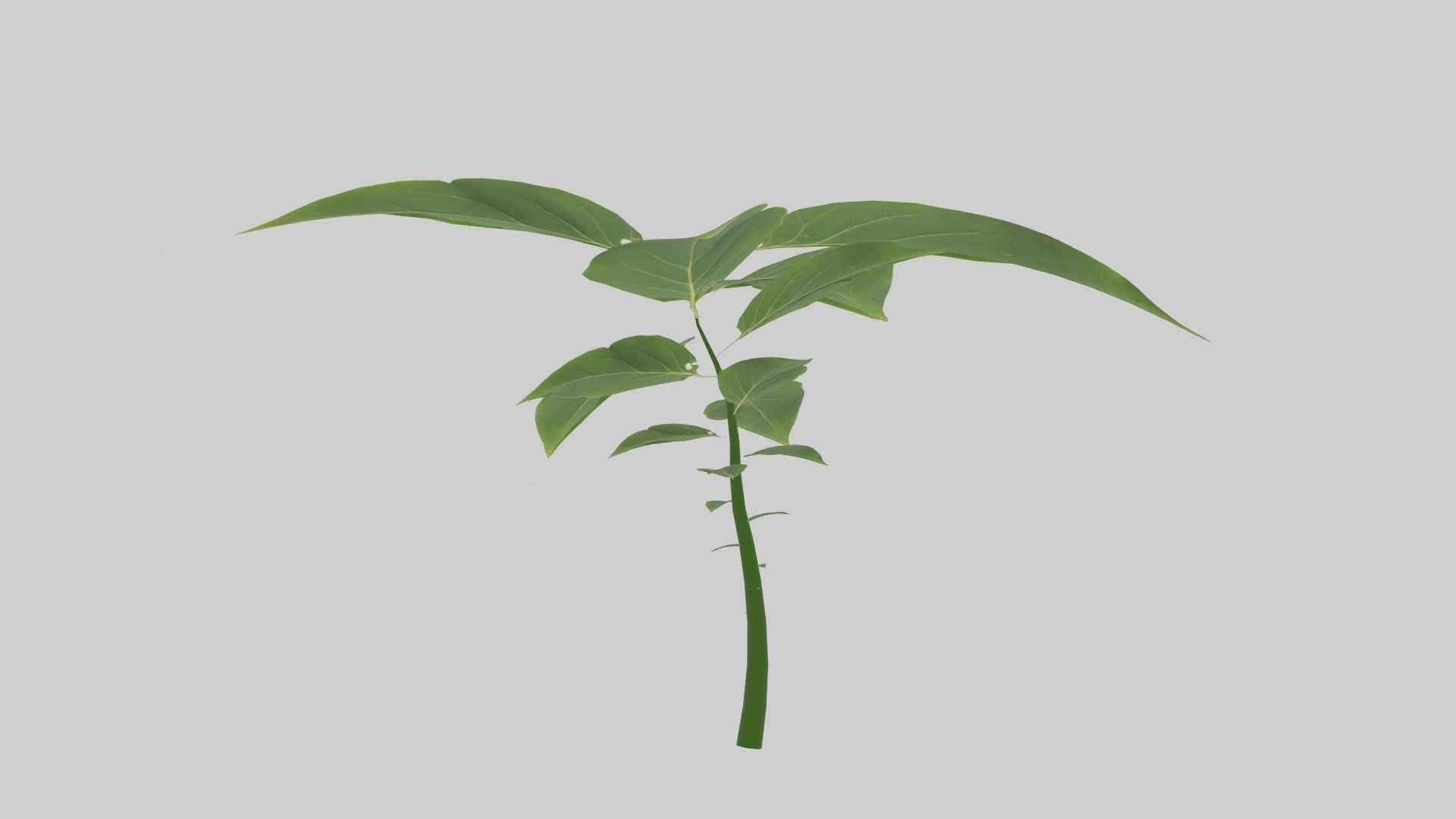 Tree grow Geometry Nodes Blender 3D model | CGTrader