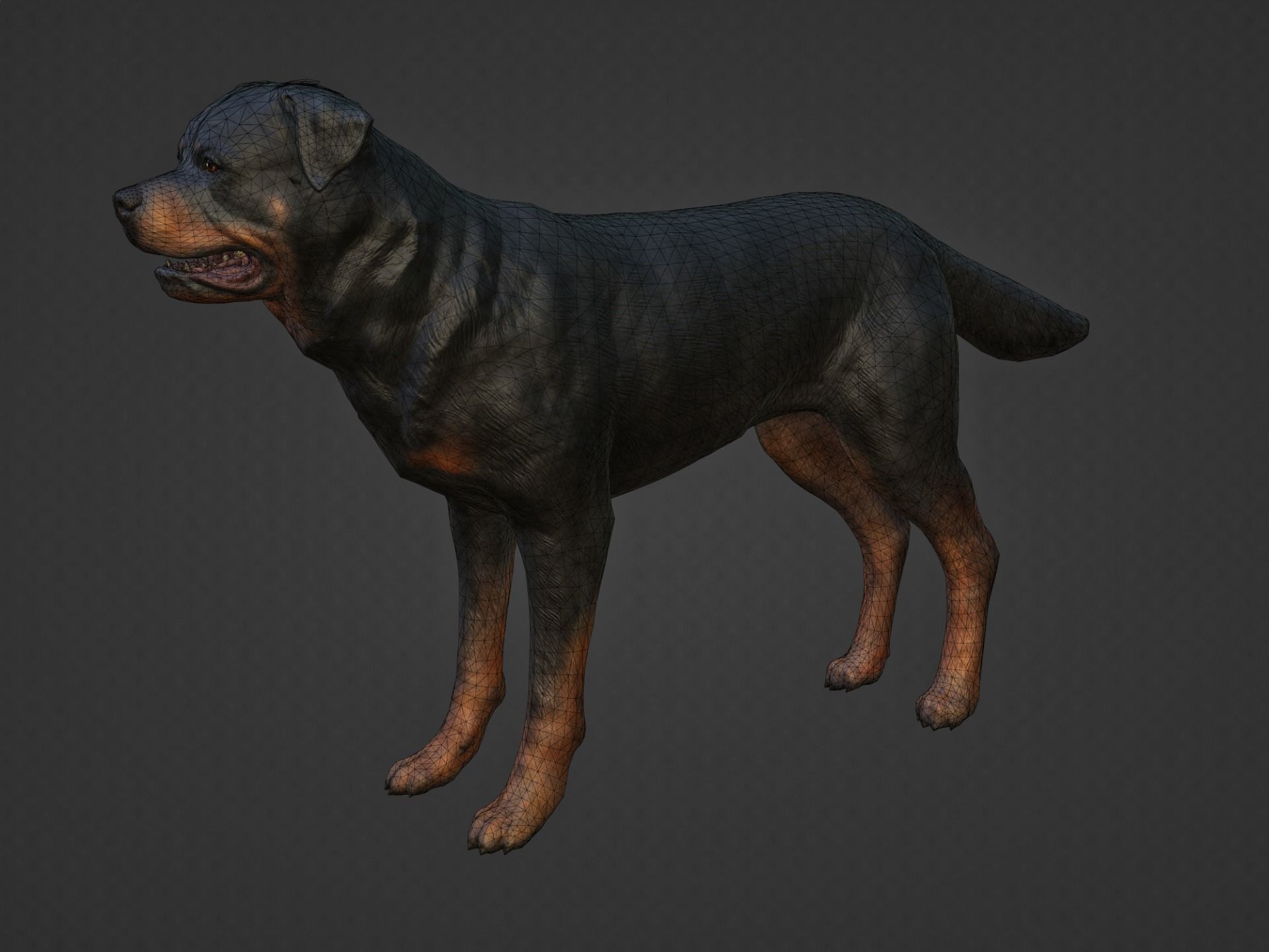 3D model DOG - ROTTWEILER VR / AR / low-poly | CGTrader
