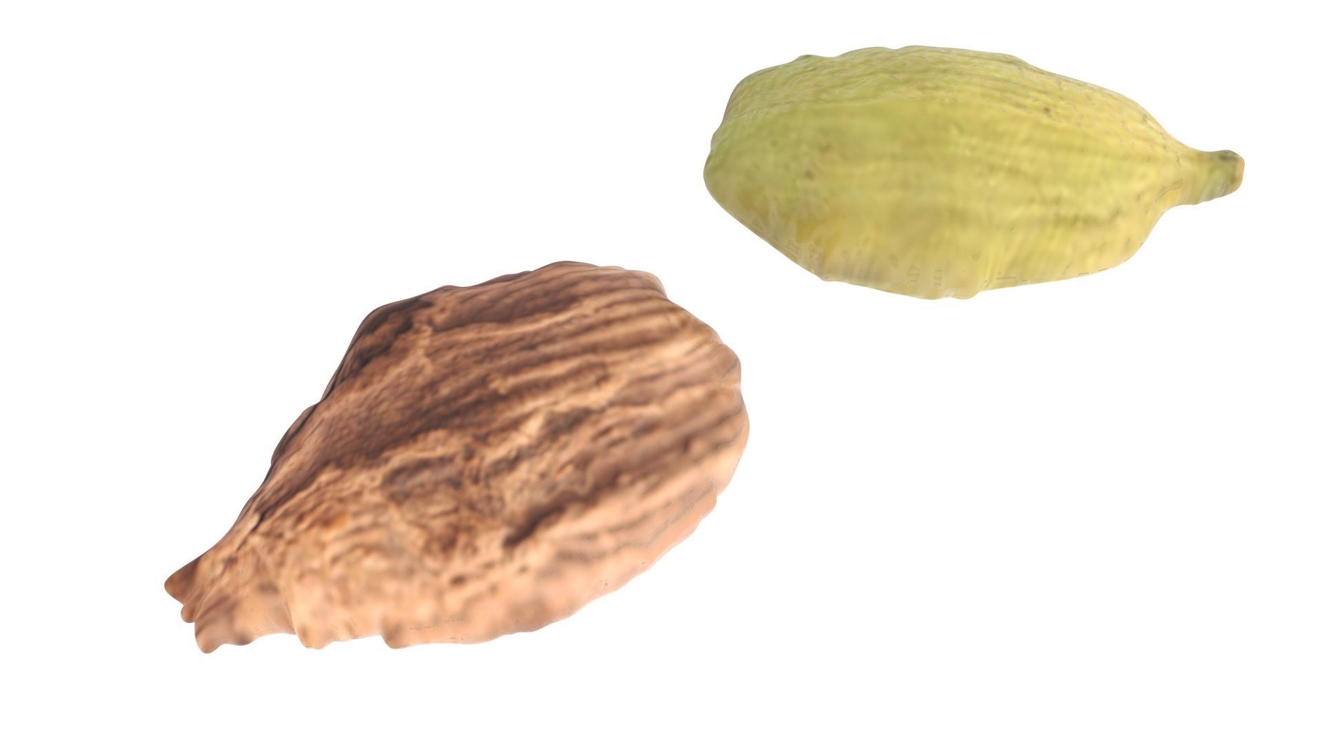 Green and Brown Cardamom 3D model | CGTrader