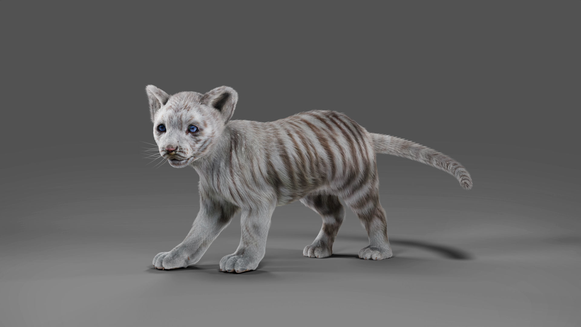 3D model Fur White Tiger Cub Rigged in Blender VR / AR / low-poly ...