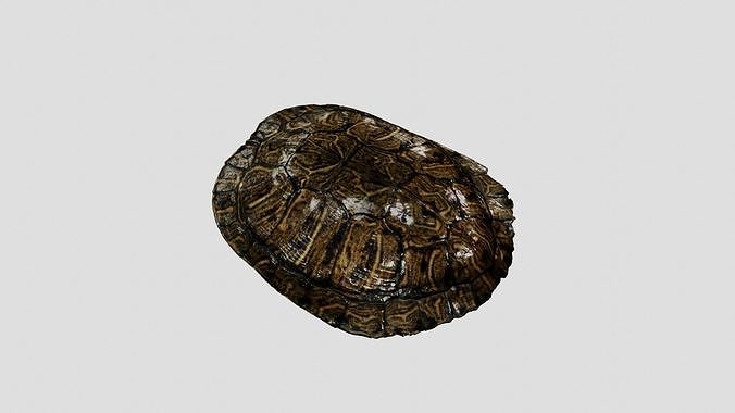 Turtle Shell 3D model | CGTrader