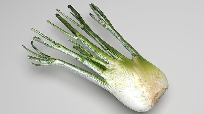 Fennel Bulb 3D model | CGTrader