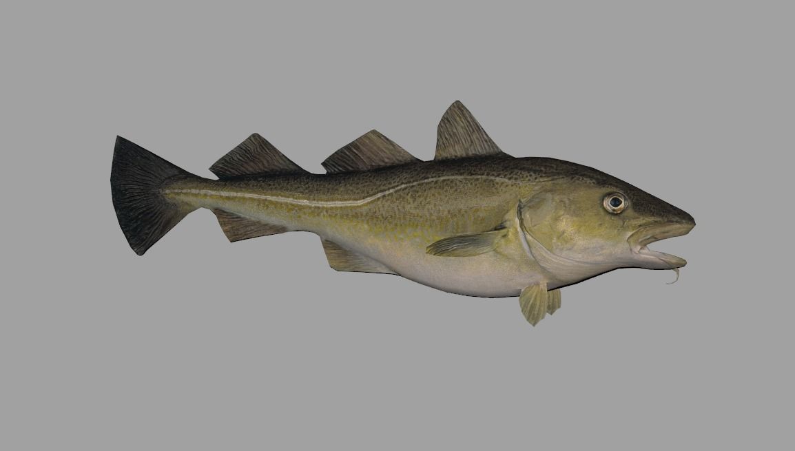 3D model Atlantic-Cod Realistic Animated VR / AR / low-poly | CGTrader