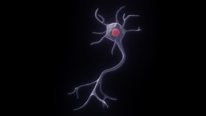 Multipolar Neuron 3D model | CGTrader
