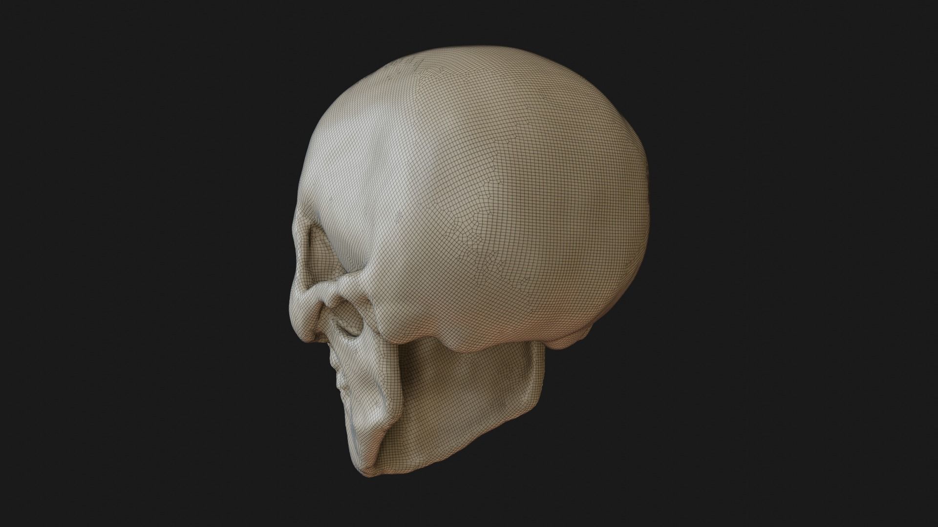 Female human skull 3D model | CGTrader