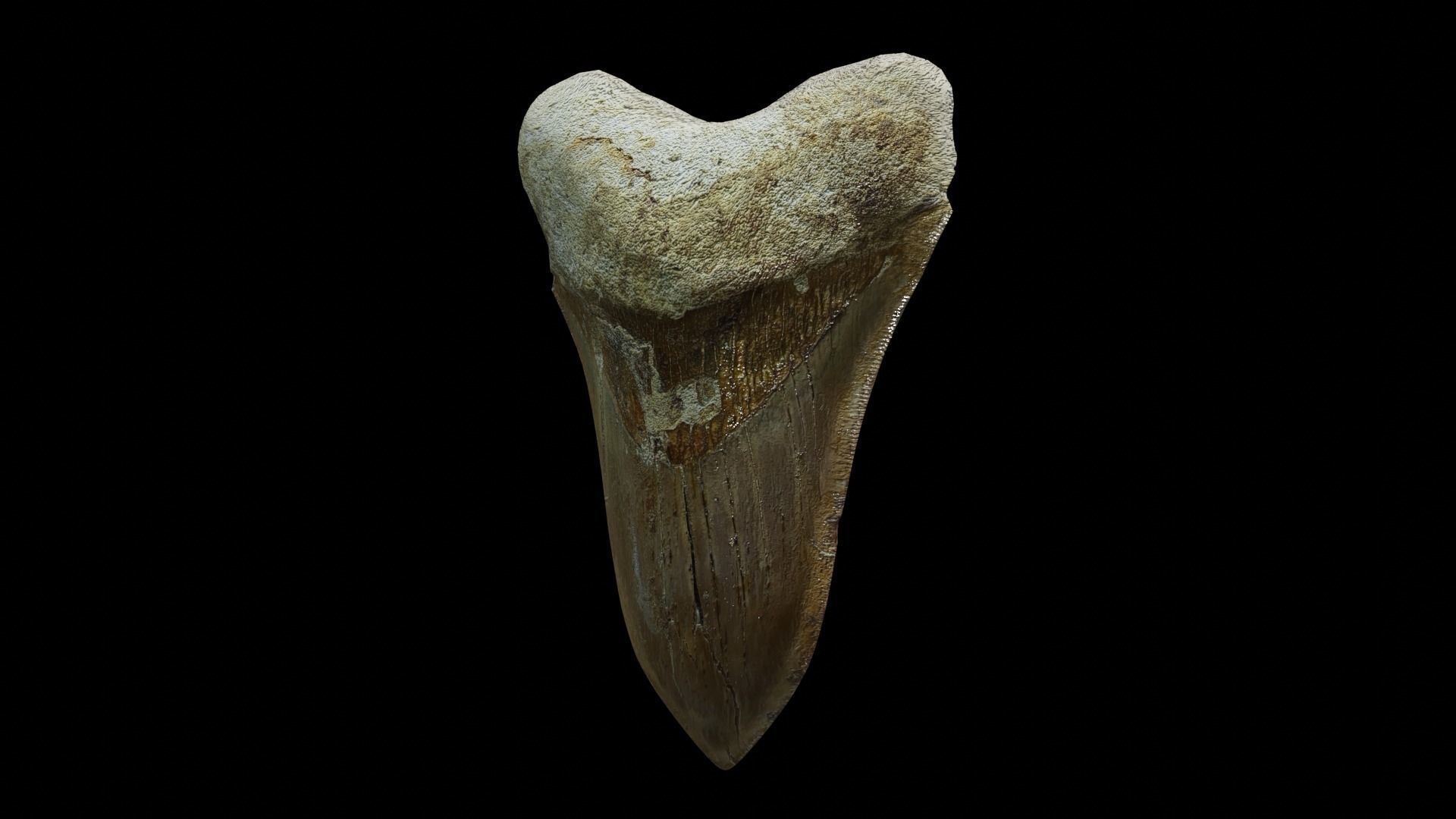 Megalodon shark fossil free VR / AR / low-poly 3D model | CGTrader