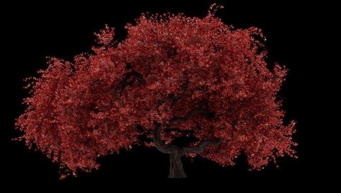 3D model japanese maple VR / AR / low-poly | CGTrader