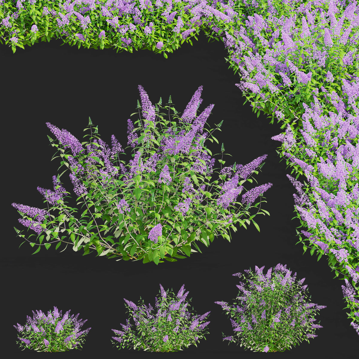 Buddleja davidii 3D model | CGTrader