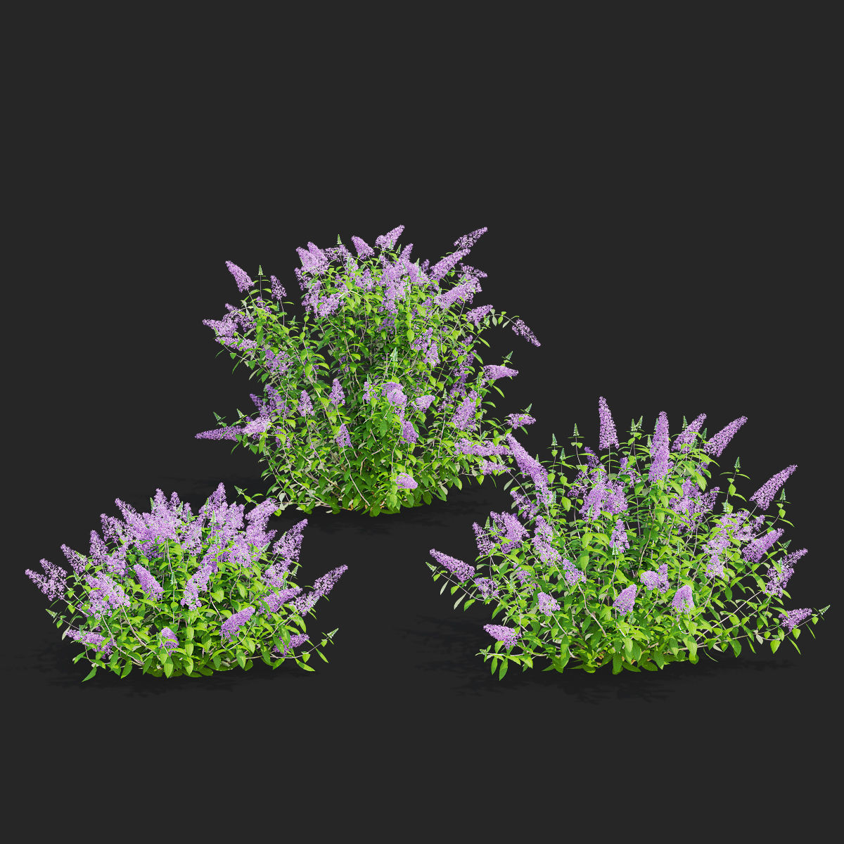 Buddleja davidii 3D model | CGTrader