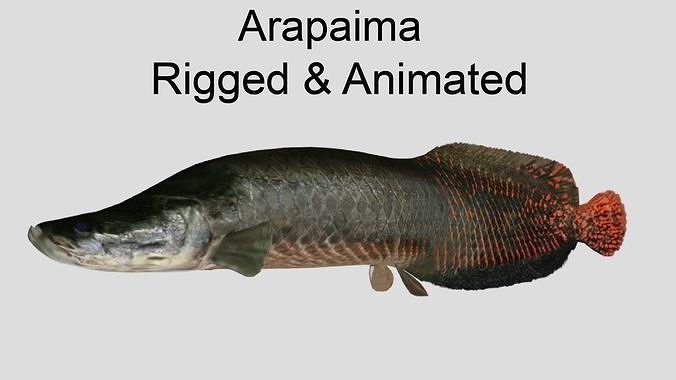3D model Arapaima Realistic Animated VR / AR / low-poly | CGTrader