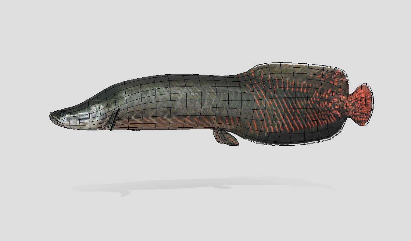3D model Arapaima Realistic Animated VR / AR / low-poly | CGTrader