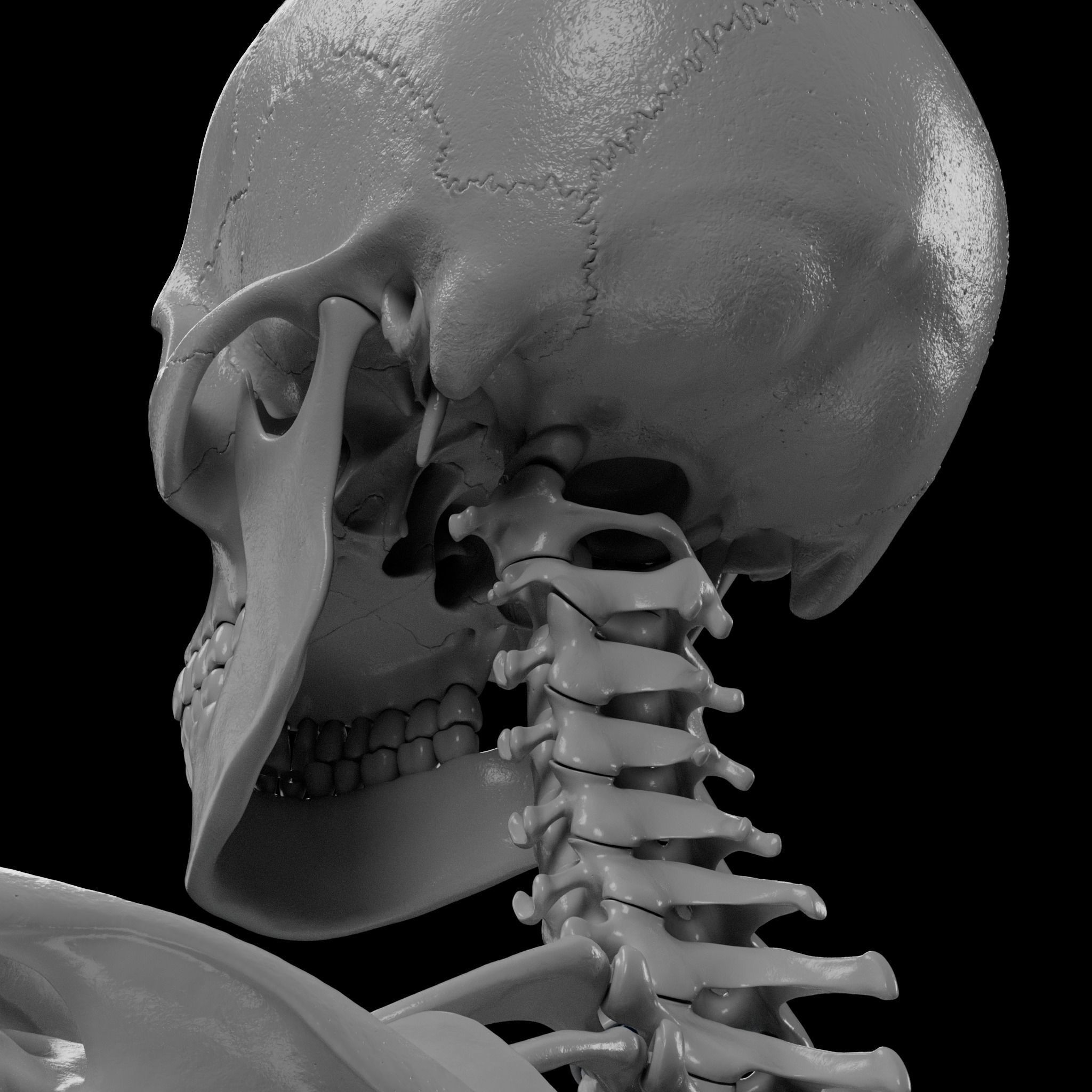 Human Skeleton - 3D Printing 3D model 3D printable | CGTrader