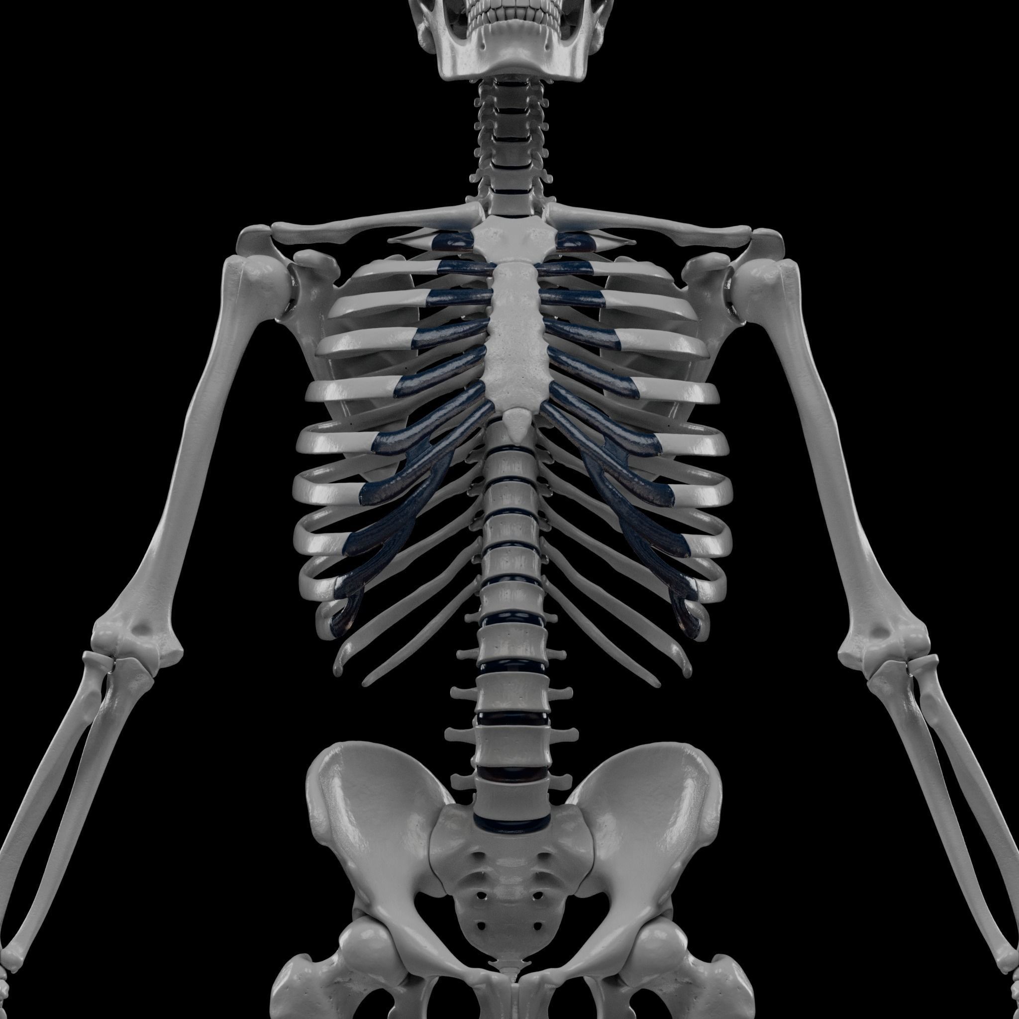Human Skeleton - 3D Printing 3D model 3D printable | CGTrader