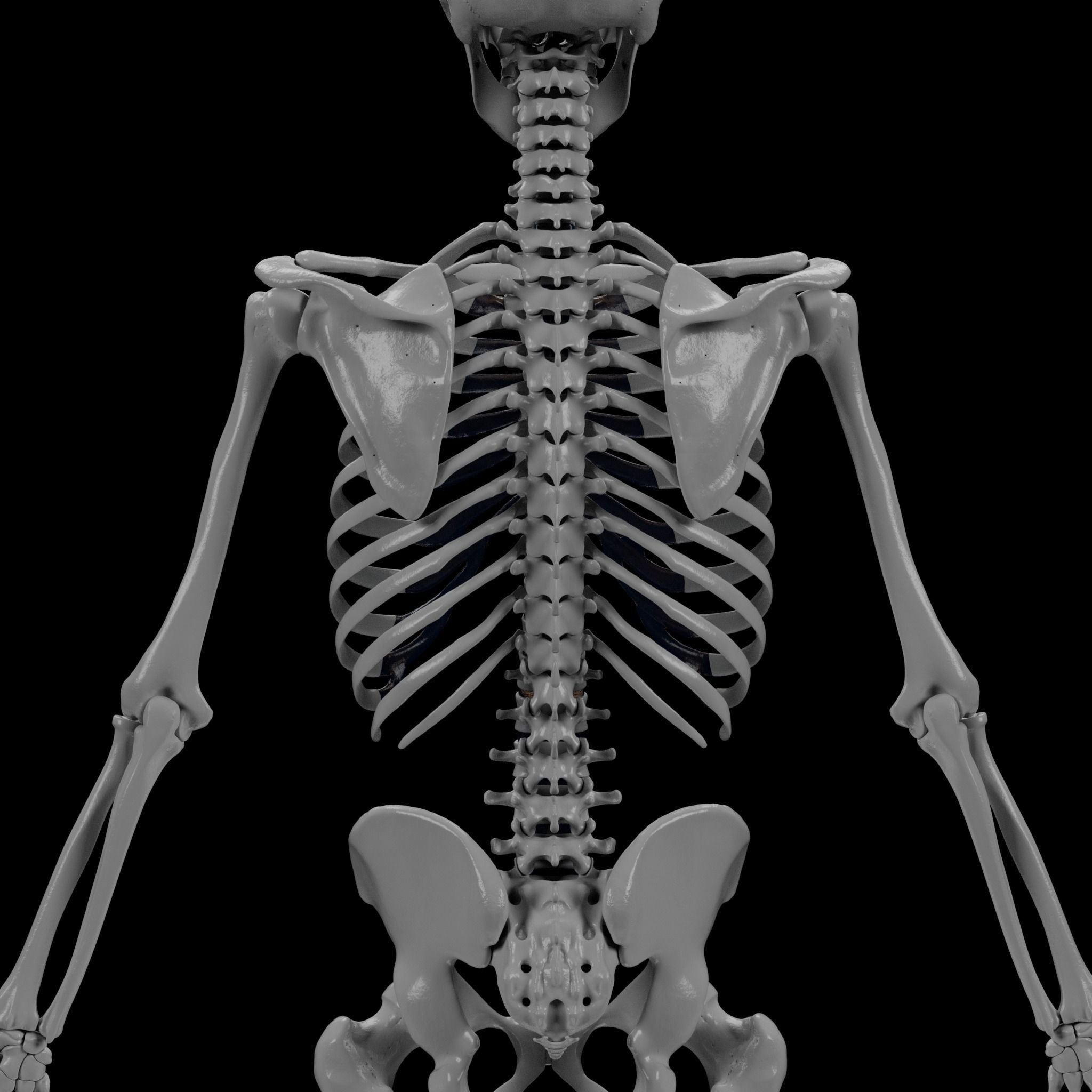 Human Skeleton - 3D Printing 3D model 3D printable | CGTrader