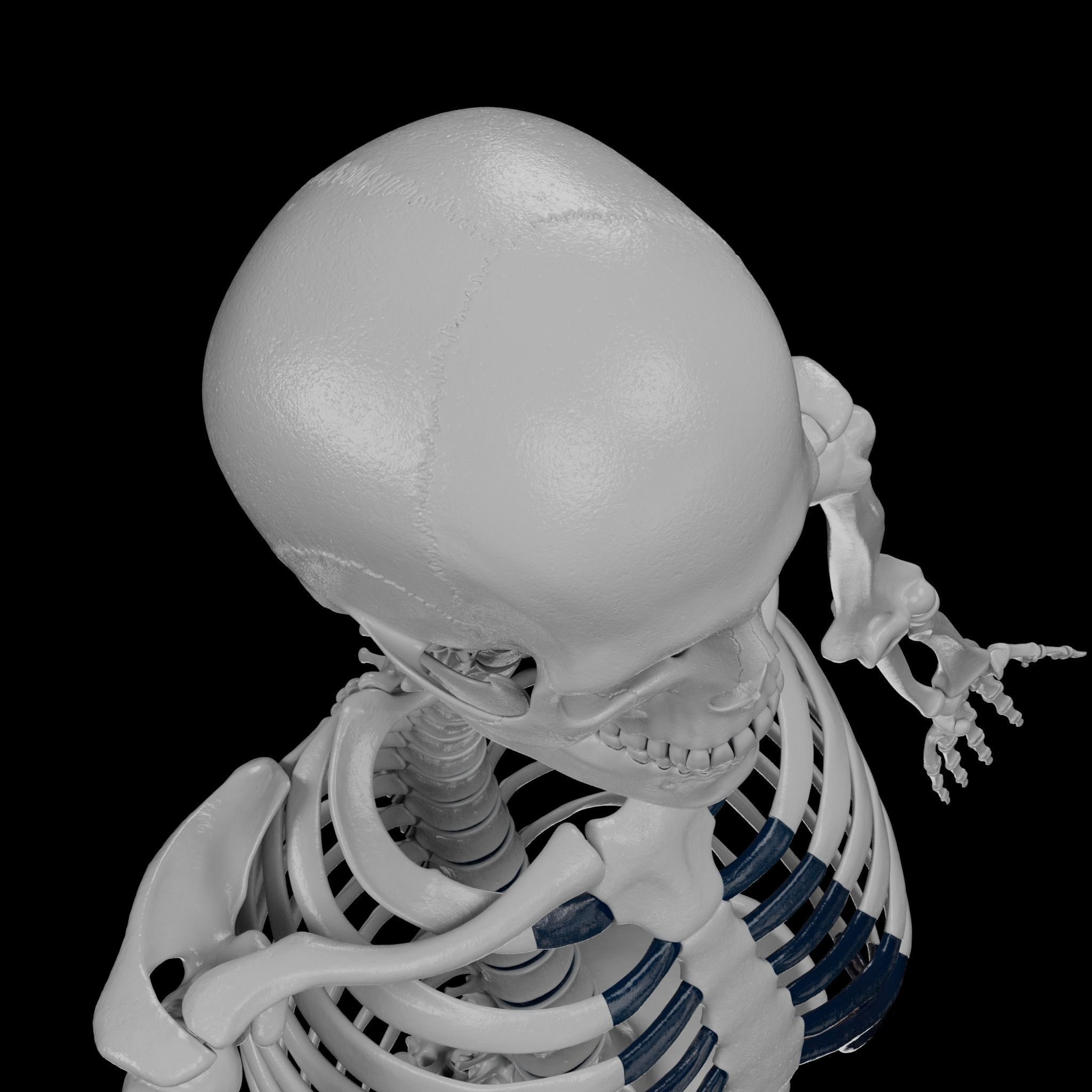 Human Skeleton - 3D Printing 3D model 3D printable | CGTrader