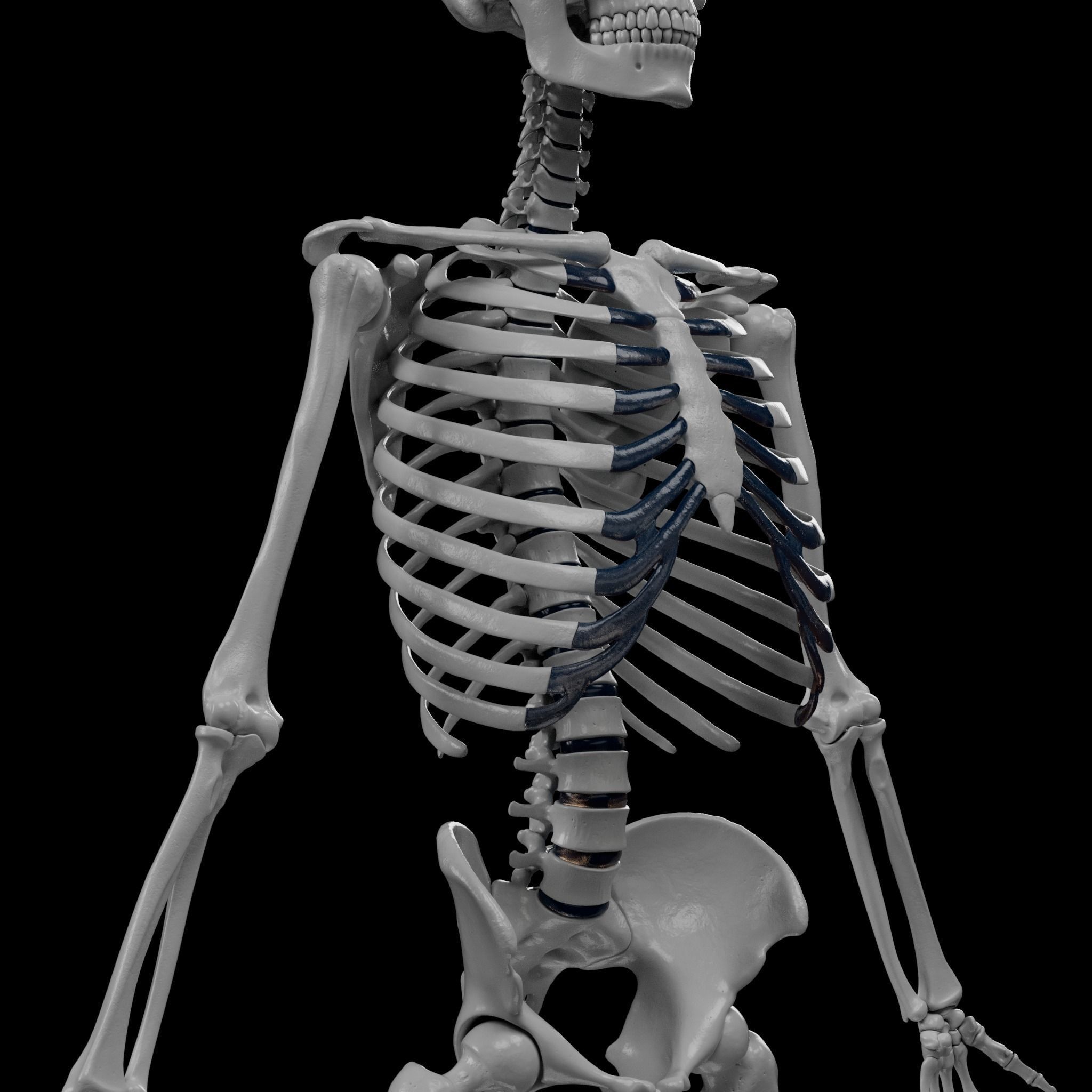 Human Skeleton - 3D Printing 3D model 3D printable | CGTrader