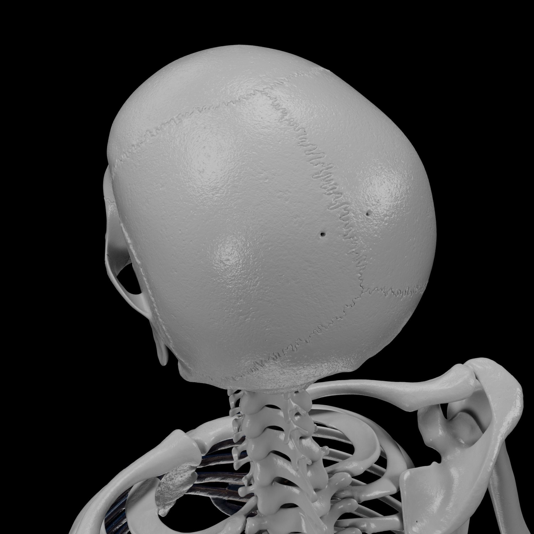 Human Skeleton - 3D Printing 3D model 3D printable | CGTrader