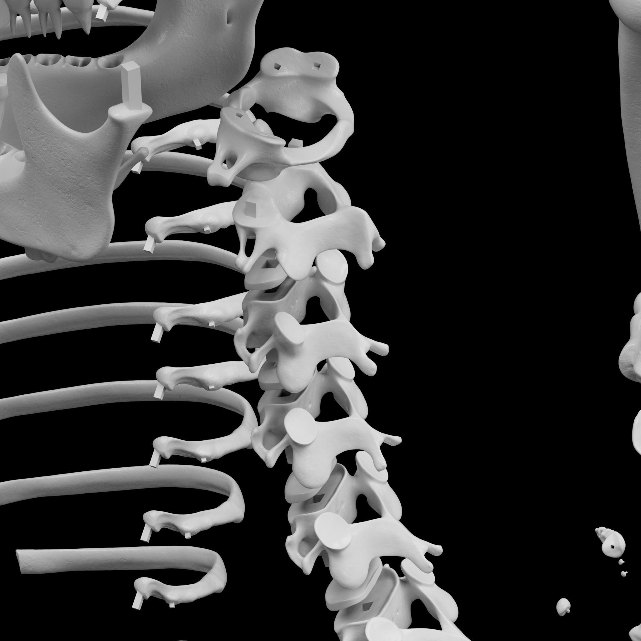 Human Skeleton - 3D Printing 3D model 3D printable | CGTrader