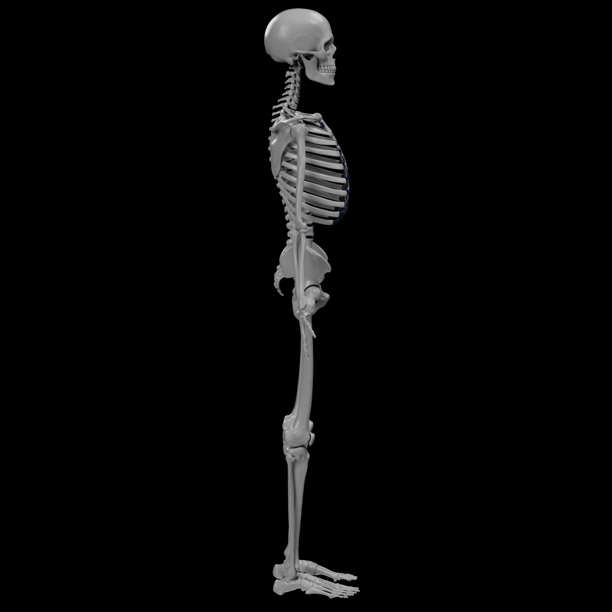 Human Skeleton - 3D Printing 3D model 3D printable | CGTrader