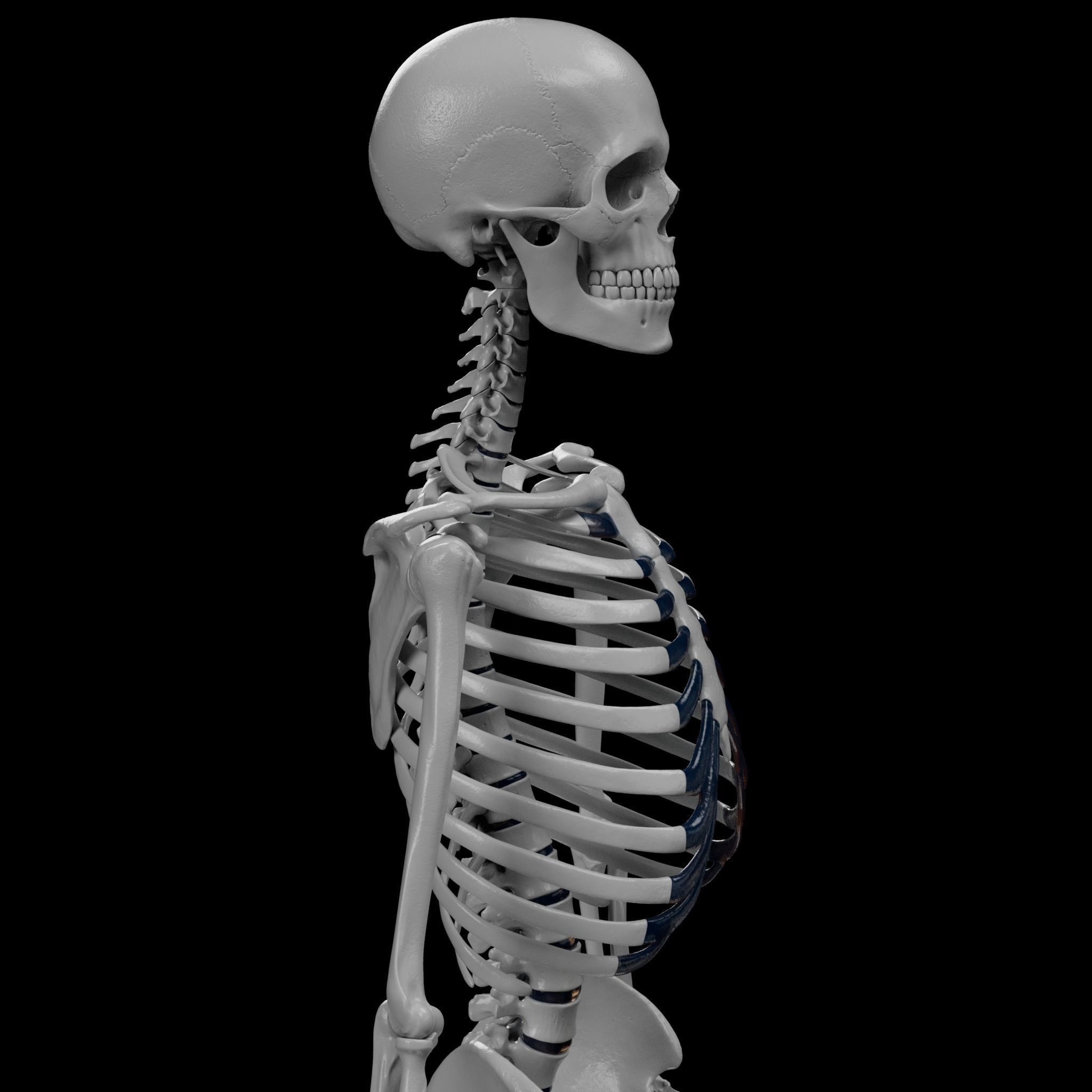 Human Skeleton - 3D Printing 3D model 3D printable | CGTrader