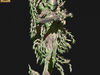 Wood elf willow treeman 3D model 3D printable | CGTrader