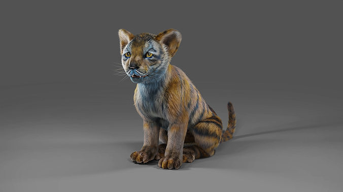 3D model Fur White Tiger Cub Rigged in Blender VR / AR / low-poly ...