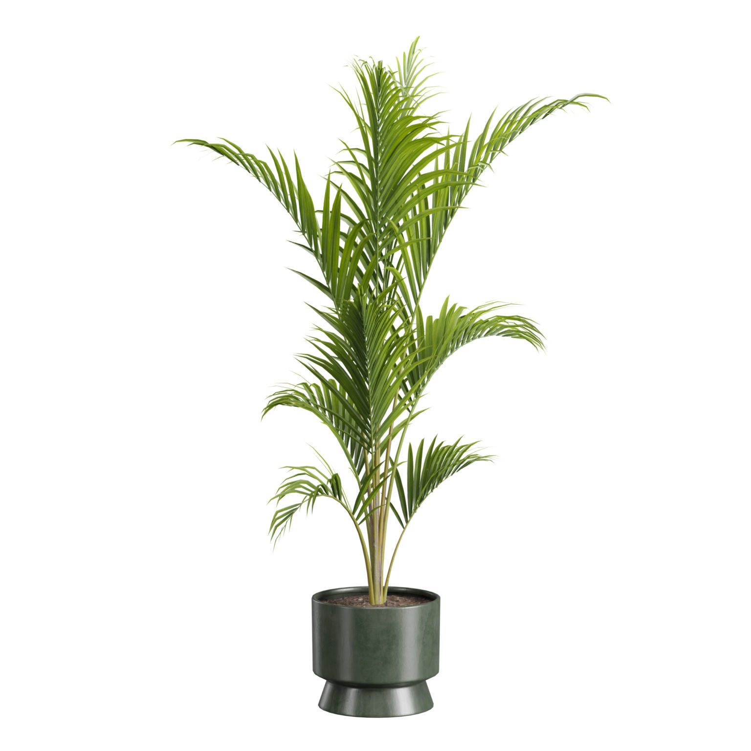 Majesty Palm 02 - Ravenea rivularis 3D model | CGTrader