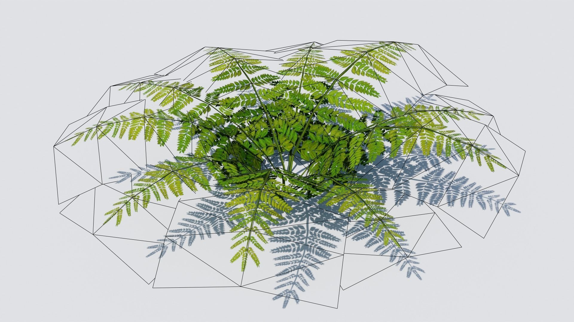 3D model Lowpoly Fern Pack VR / AR / low-poly | CGTrader
