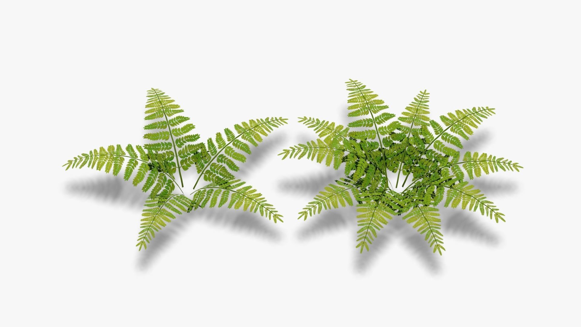 3D model Lowpoly Fern Pack VR / AR / low-poly | CGTrader