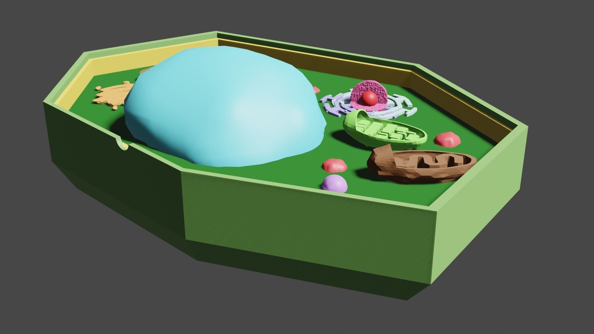 Plant Cell 3D model | CGTrader