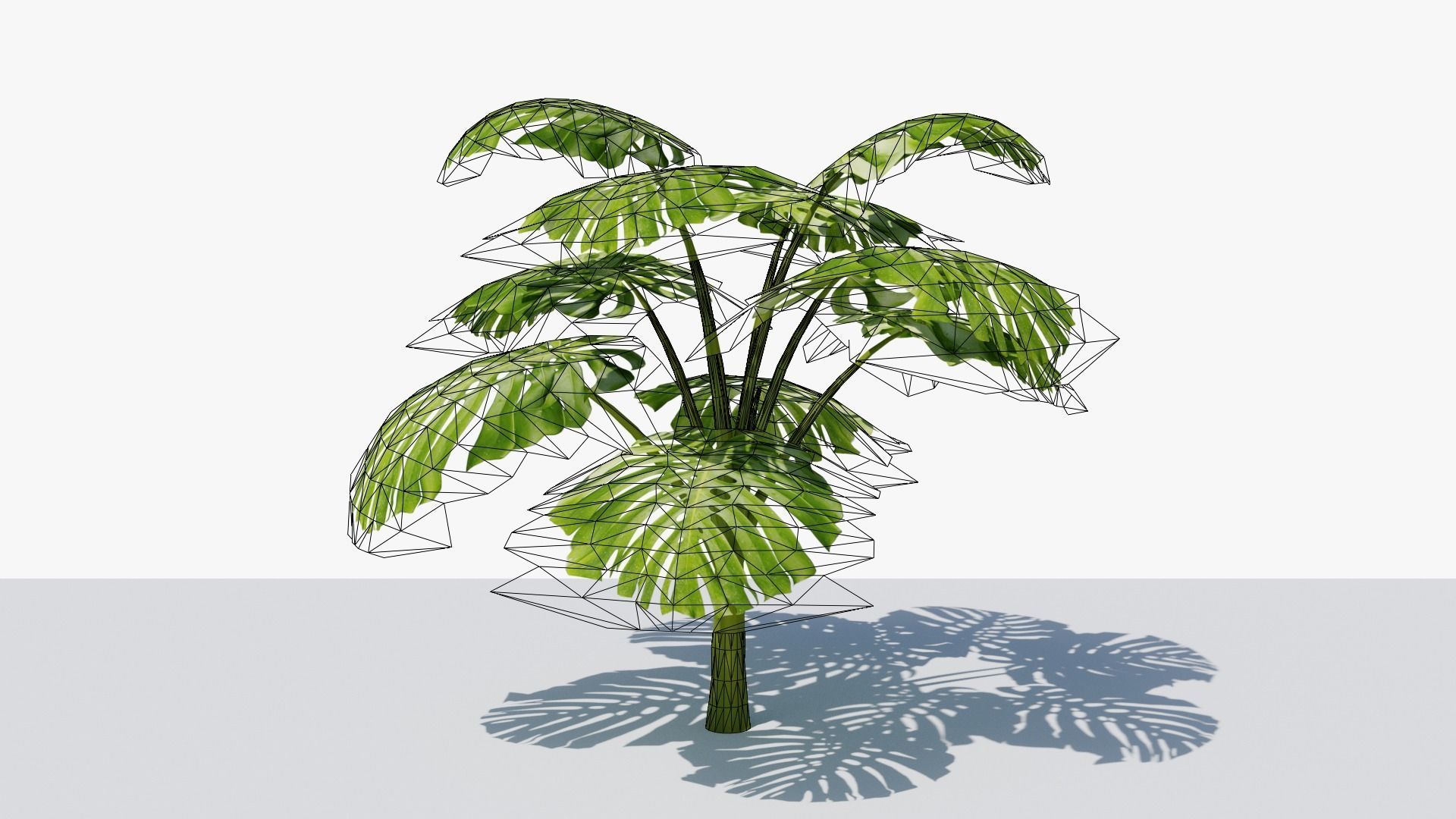 3D model Monstera Tropical Plant VR / AR / low-poly | CGTrader