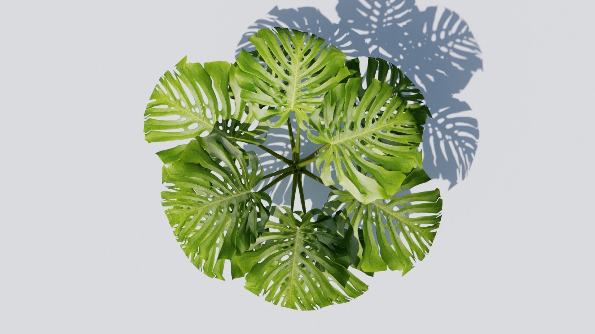3D model Monstera Tropical Plant VR / AR / low-poly | CGTrader