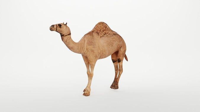 CAMEL RIGGED 3D model rigged | CGTrader